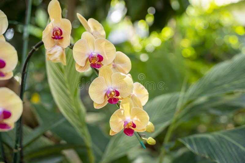 The Yellow Colour Phalaenopsis Orchid in Garden Stock Photo - Image of ...