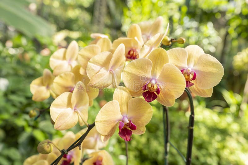 The Yellow Colour Phalaenopsis Orchid in Garden Stock Image - Image of ...