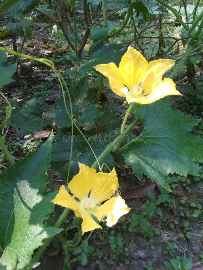 Colour Phul Stock Photos - Free & Royalty-Free Stock Photos from Dreamstime