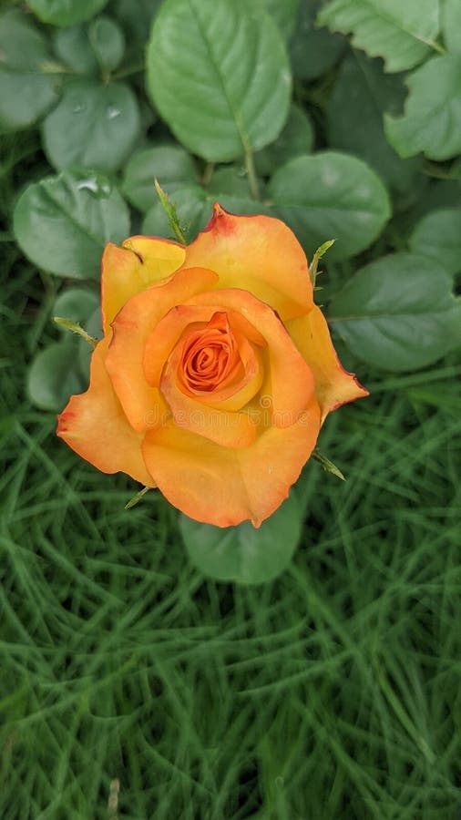 Yellow Colour Rose Very Beautiful Stock Photo - Image of rose, flower ...