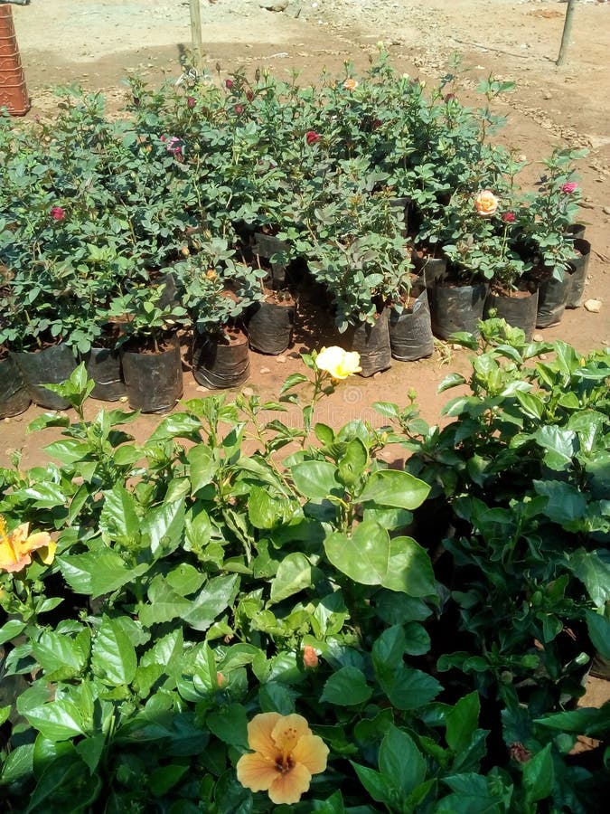 Yellow Colour Single Flower in the Garden Stock Image - Image of ...