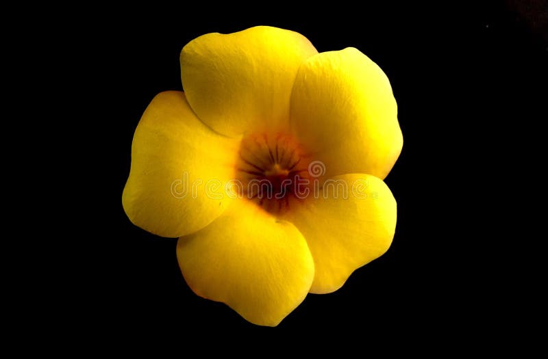 Yellow Coloured Flower in Black Background Stock Image - Image of ...