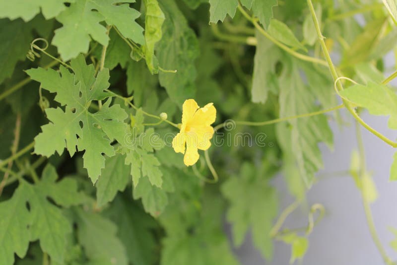 Yellow Coloured Vegetable Flower As Wallpaper Stock Image - Image of ...