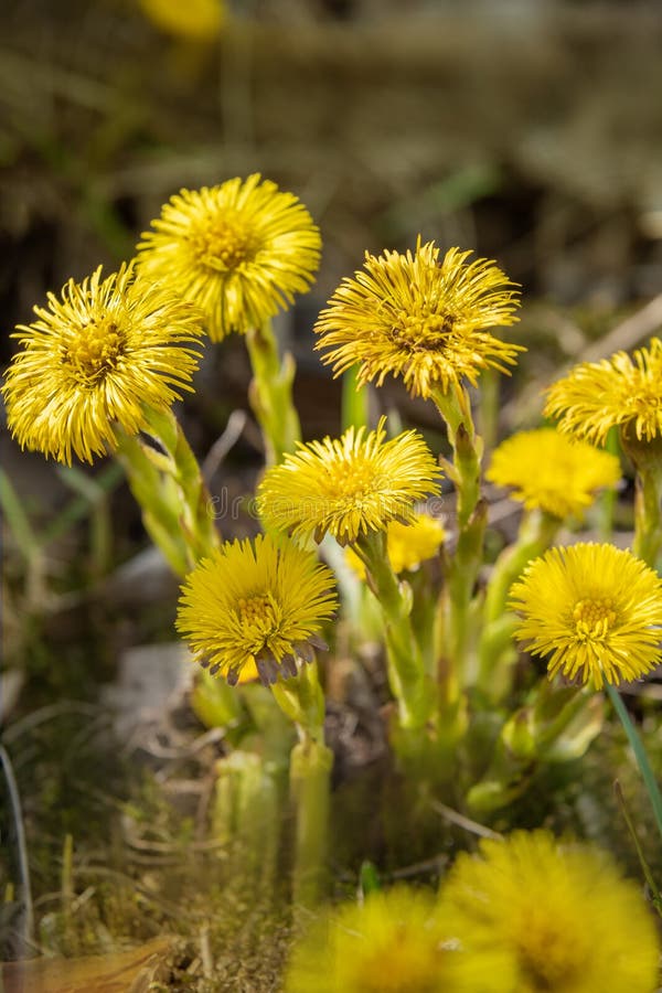 Yellow Coltsfoot Flower or Tussilago Farfara Stock Image - Image of ...