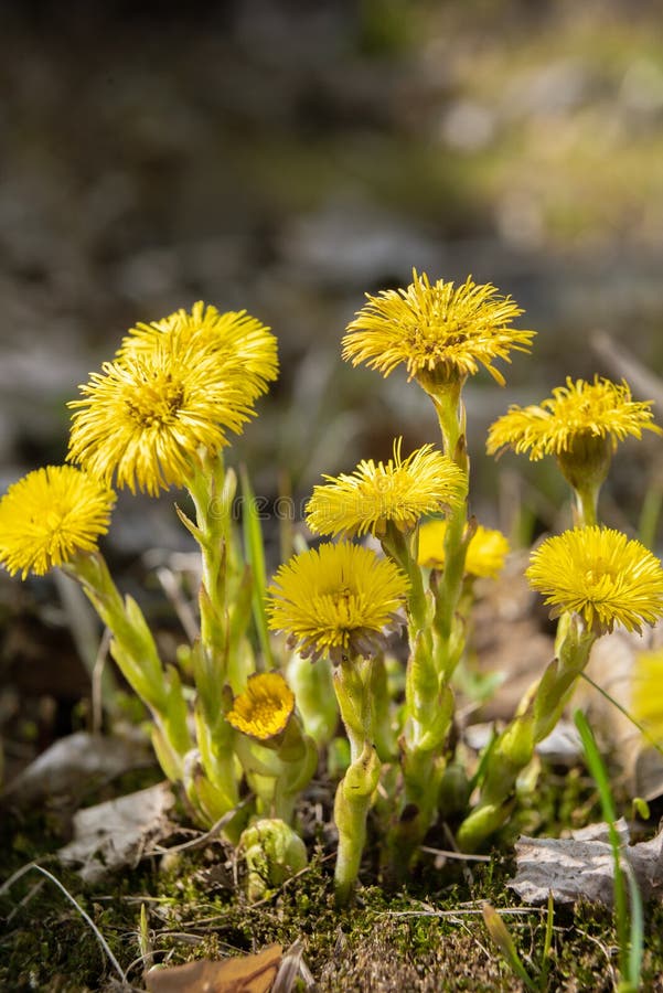 Yellow Coltsfoot Flower or Tussilago Farfara Stock Image - Image of ...