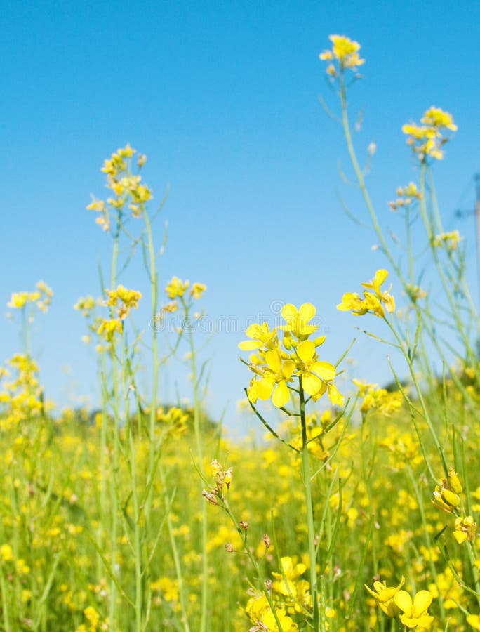 Yellow colza stock image. Image of focus, copy, full - 14717235