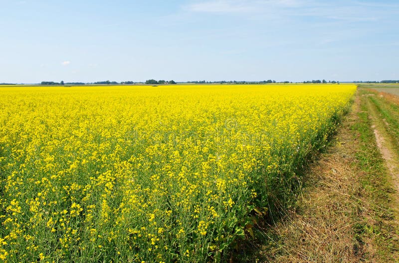 Yellow colza field stock image. Image of bloom, lithuania - 22893609