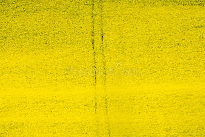 Clear Yellow Colza Field in Spring. Simple Background. Stock Image ...