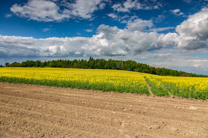 Yellow colza field stock photo. Image of farm, color - 56002480