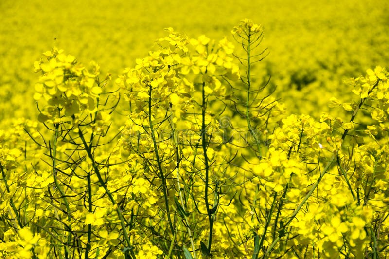 Yellow colza field stock image. Image of travel, rural - 105549879