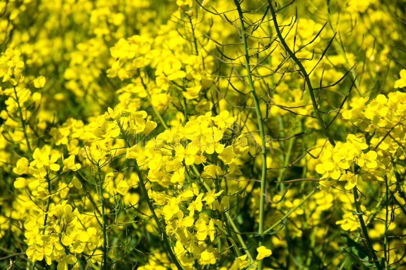 Yellow colza field stock image. Image of field, nature - 146372819