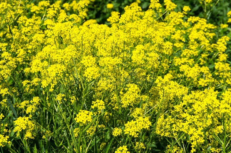 Yellow colza field stock photo. Image of countryside - 110016912