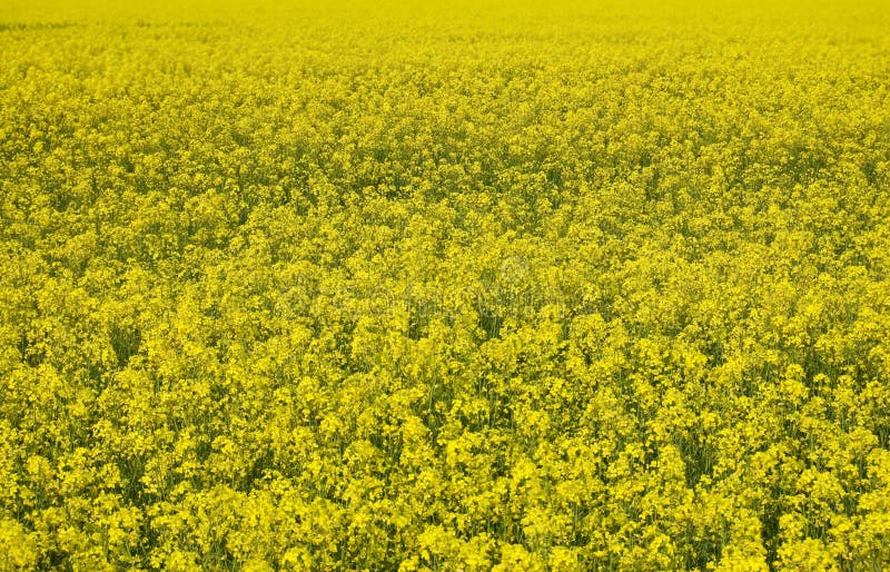 Yellow Colza on Spring Field Stock Photo - Image of flower, color: 28016594
