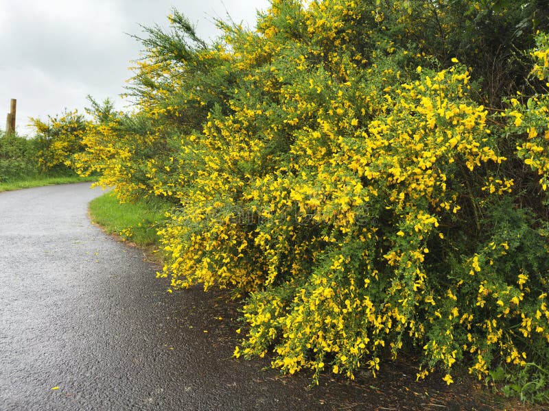 Yellow Common Gorse Hedge in the Countryside Stock Image - Image of ...