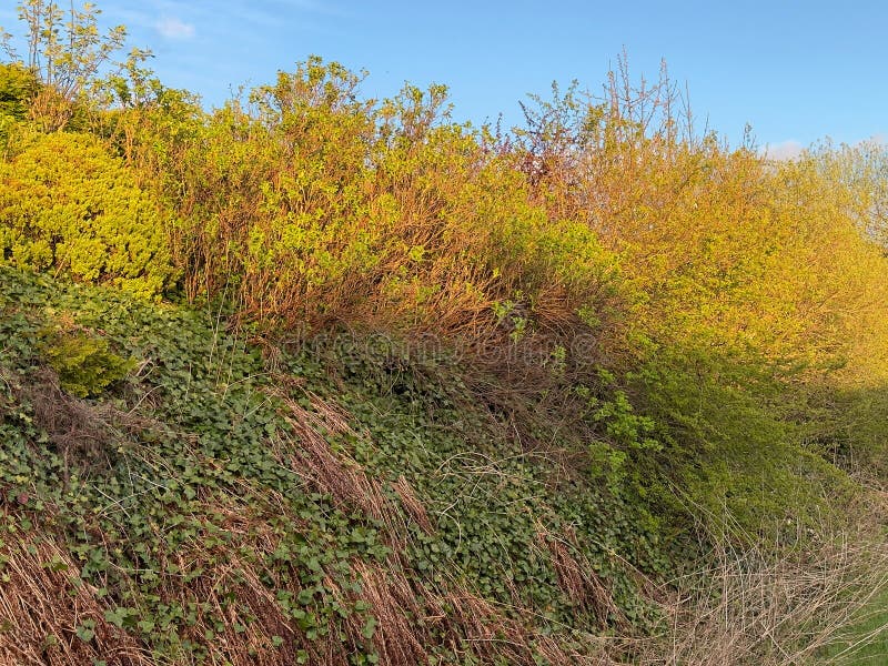 Yellow Common Gorse Hedge in the Countryside Stock Photo - Image of ...