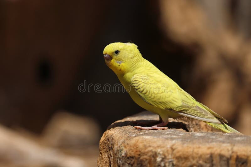 A yellow common parakeet. stock photo. Image of isolated - 248691560