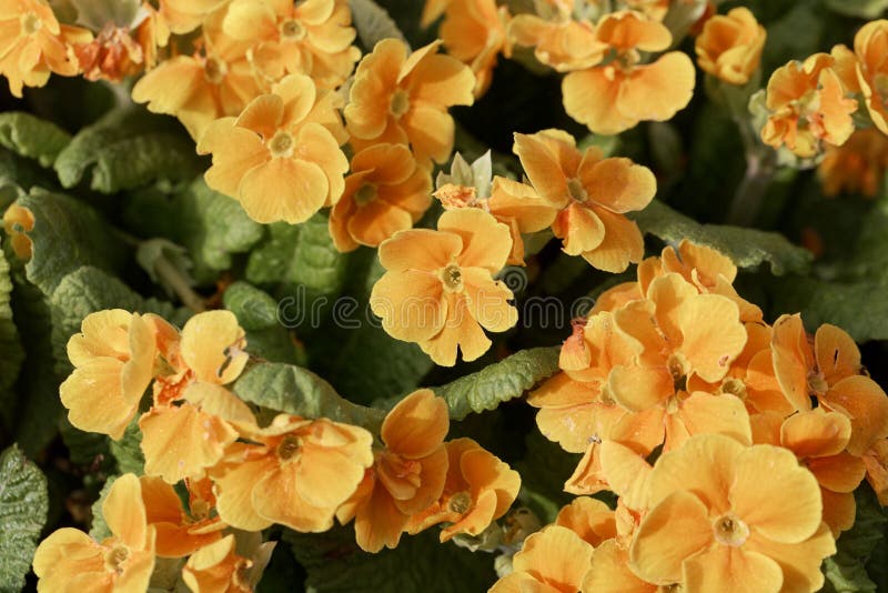 Yellow Common Primrose Primula Vulgaris Stock Image - Image of common ...