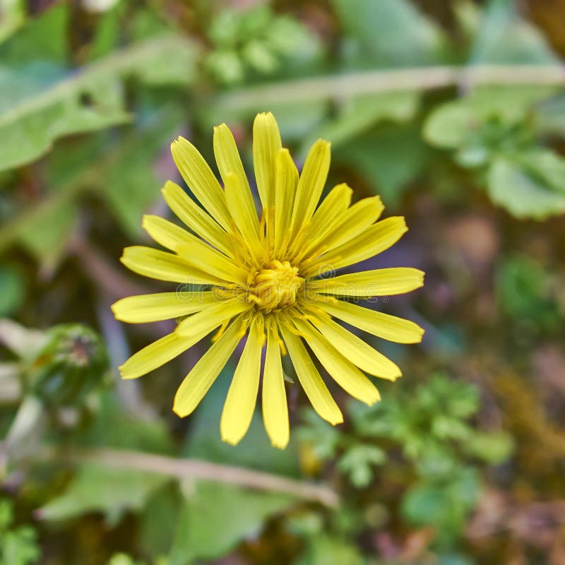 Yellow common wild daisy stock photo. Image of flora - 31058382