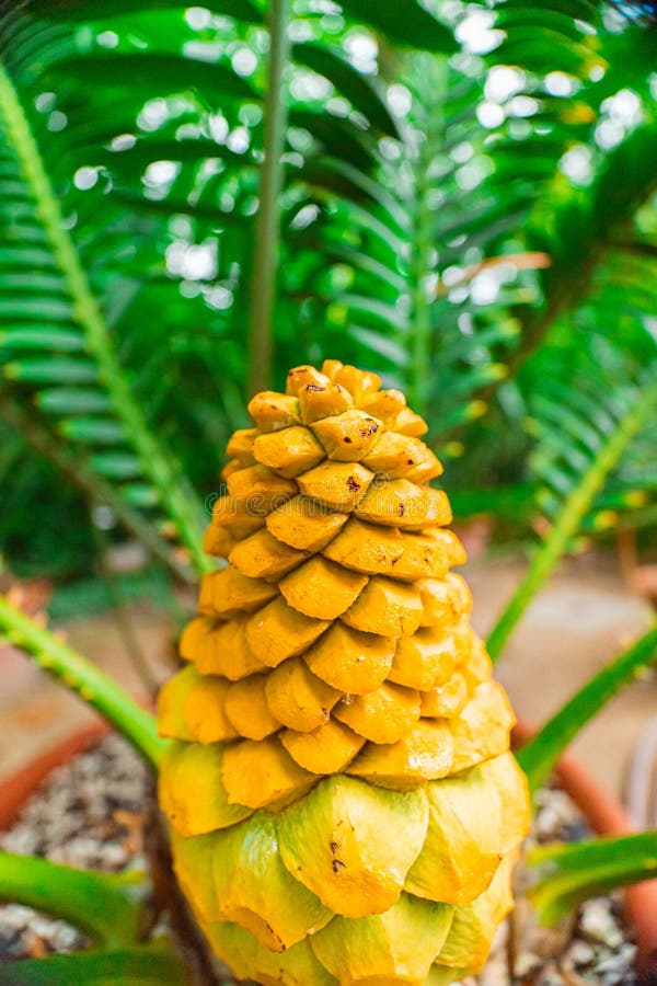 Yellow Cone of Encephalartos Villosus Plant Stock Photo - Image of ...
