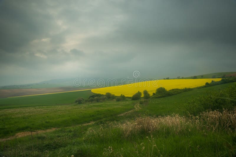 Yellow cone field stock photo. Image of color, yellow - 41585368