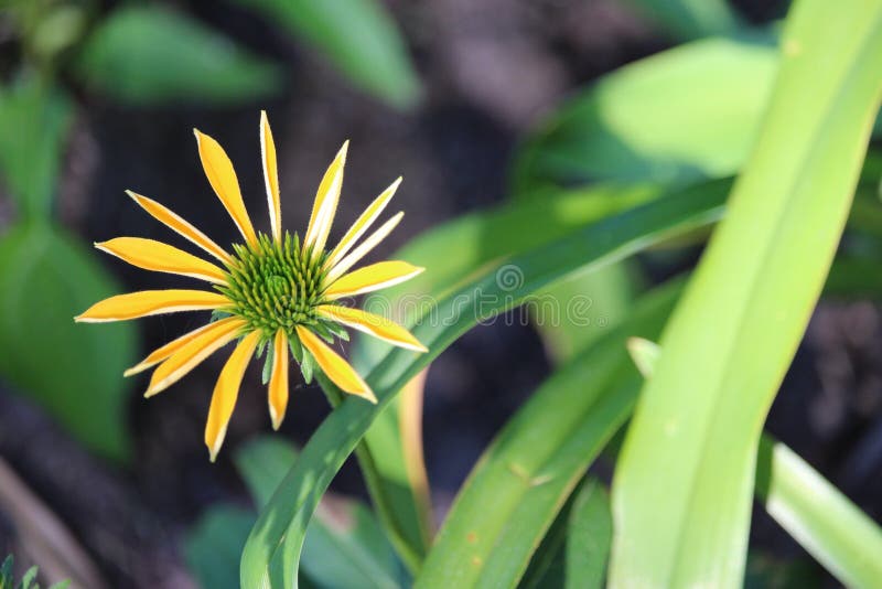 Yellow cone flower stock photo. Image of echinicea, garden - 74725884