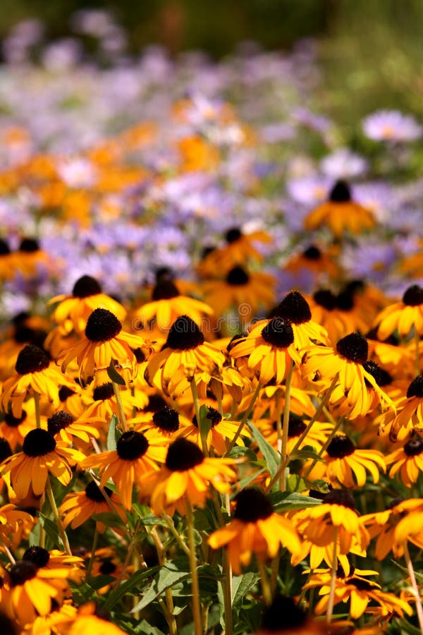 Yellow Cone Flowers in a Field Stock Image - Image of meadow, cones ...