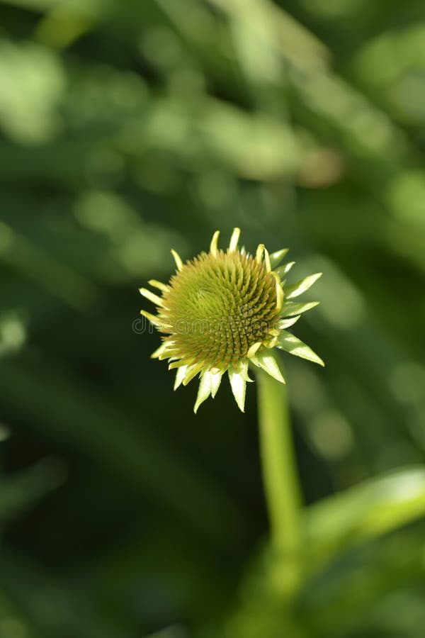 Yellow coneflower stock photo. Image of yellow, flower - 321820884
