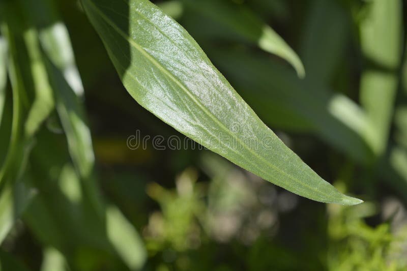 Yellow coneflower stock image. Image of close, echinacea - 320143387