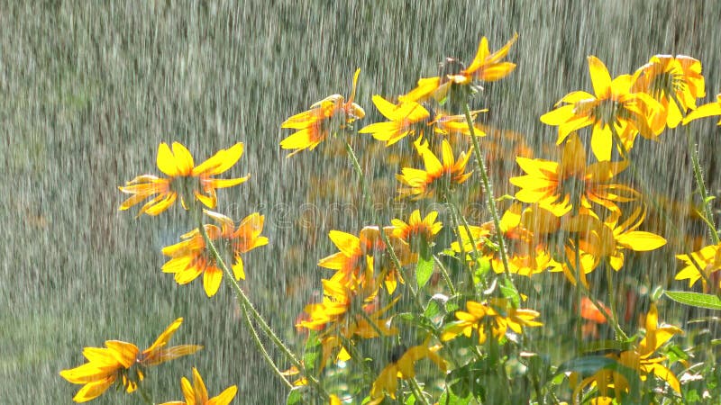 Yellow Coneflowers and Falling Drops of Water Stock Photo - Image of ...