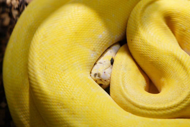 Yellow constrictor snake stock image. Image of food - 243824619