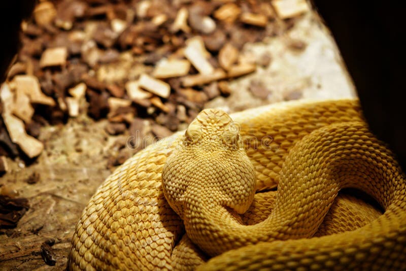 The Yellow Boa Constrictor in the Terrarium Stock Photo - Image of ...