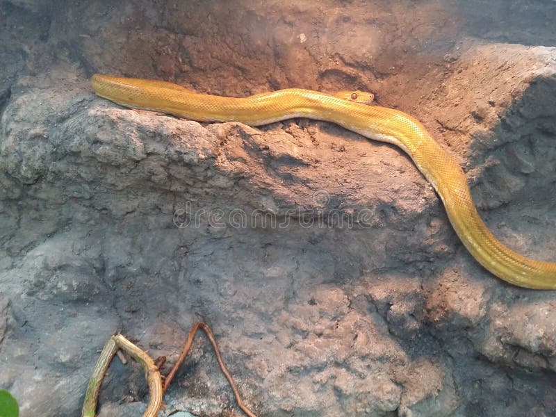Yellow Tree Boa on Brown Rocks Stock Photo - Image of yellow, crooks ...