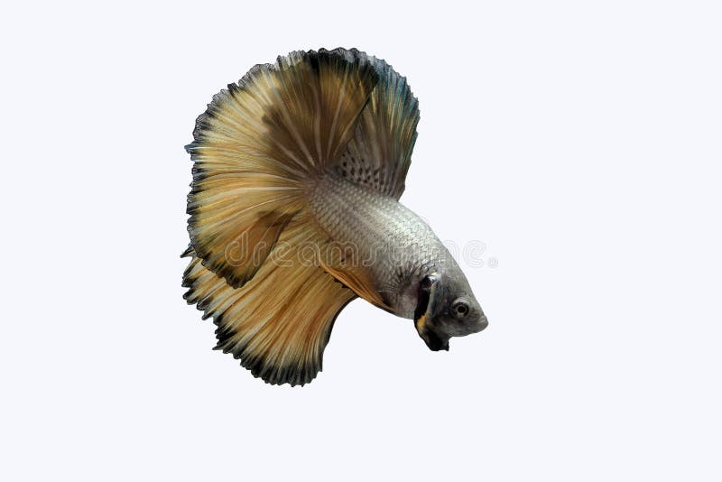 Yellow Copper Dragon Halfmoon Betta Stock Image - Image of beauty ...