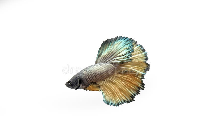 Yellow Copper Dragon Halfmoon Betta Stock Image - Image of aquarium ...