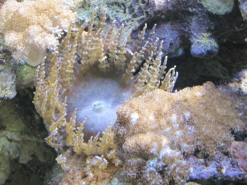 Yellow coral reef stock image. Image of ocean, marine - 20032085