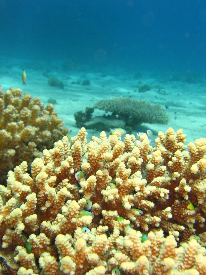 Yellow Coral stock photo. Image of faulkner, reef, coral - 1112552
