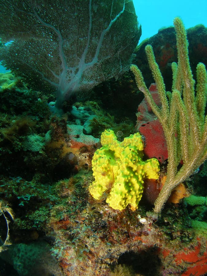 Yellow coral stock image. Image of croatia, diving, sealife - 18948075
