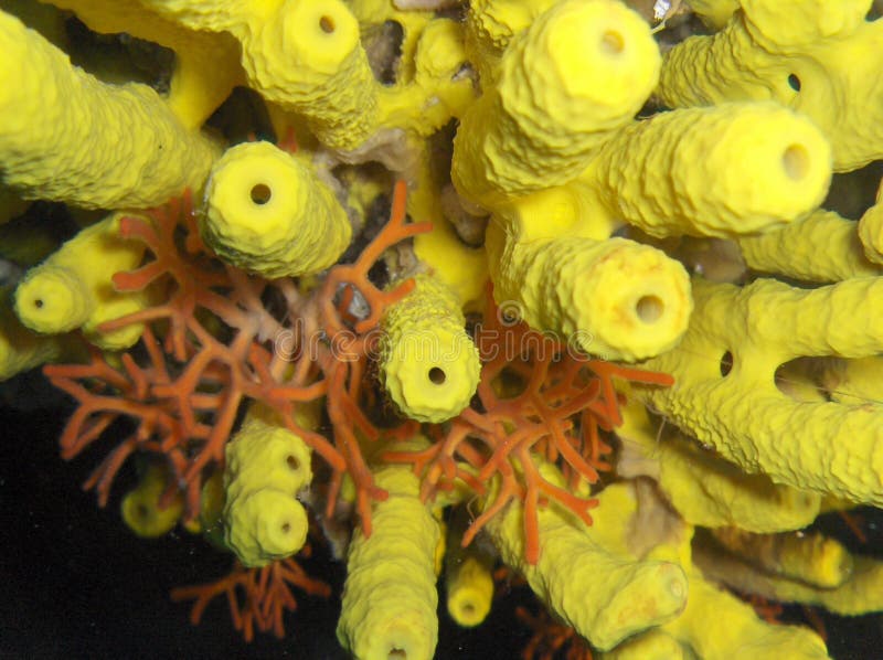 Yellow coral stock image. Image of croatia, diving, sealife - 18948075