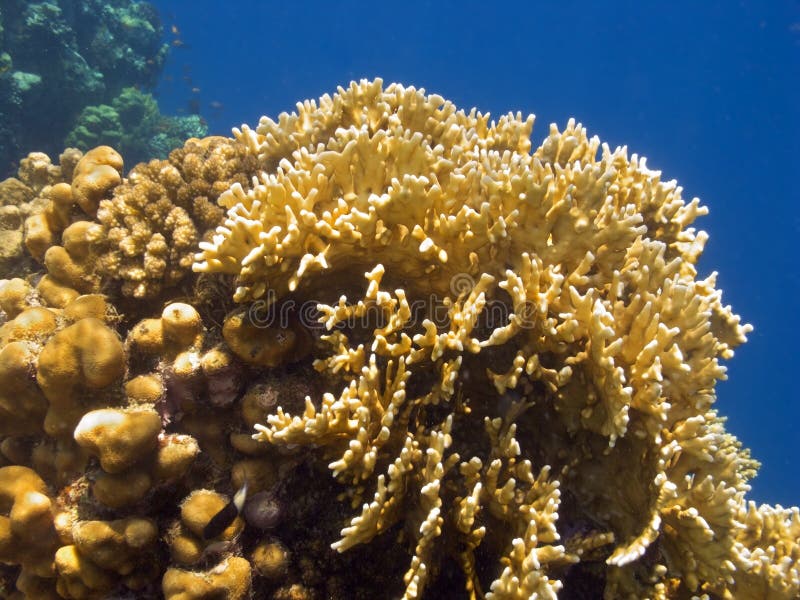 Yellow coral stock image. Image of coral, colony, ocean - 6344481