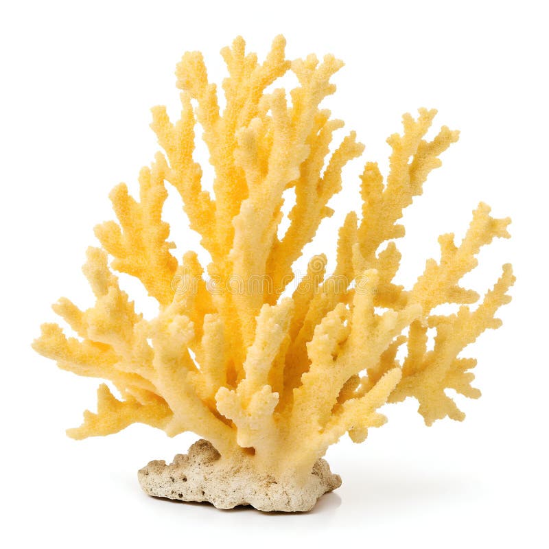 Yellow Cora stock illustration. Illustration of aquatic - 357439290