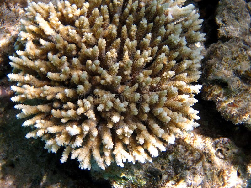 Yellow coral reef stock photo. Image of underwater, background - 14145002