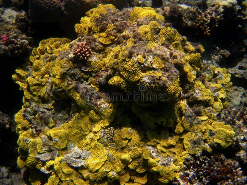 Yellow coral reef stock image. Image of exotic, fish - 28979849