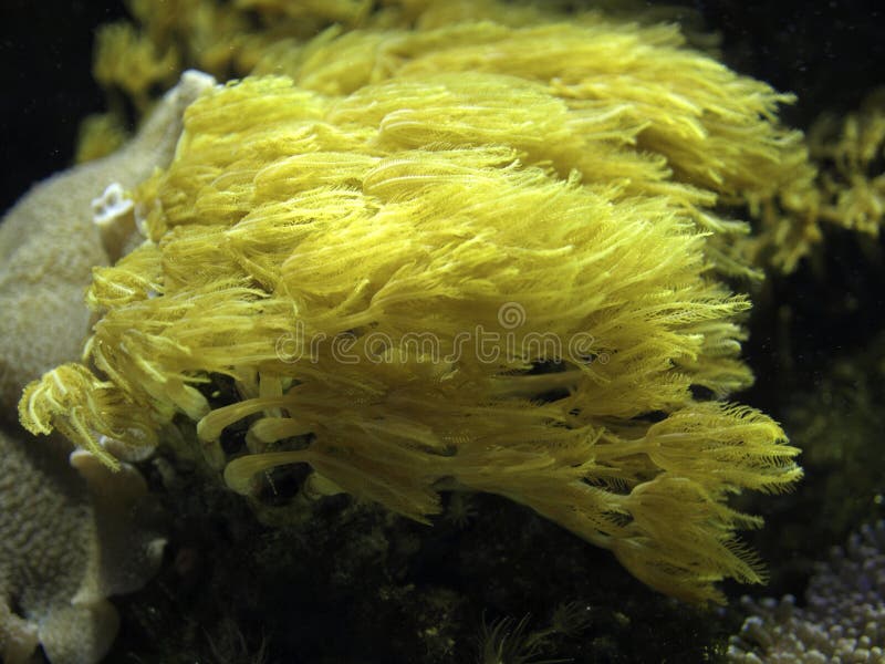 Yellow corals stock photo. Image of dive, nature, underwater - 16432772