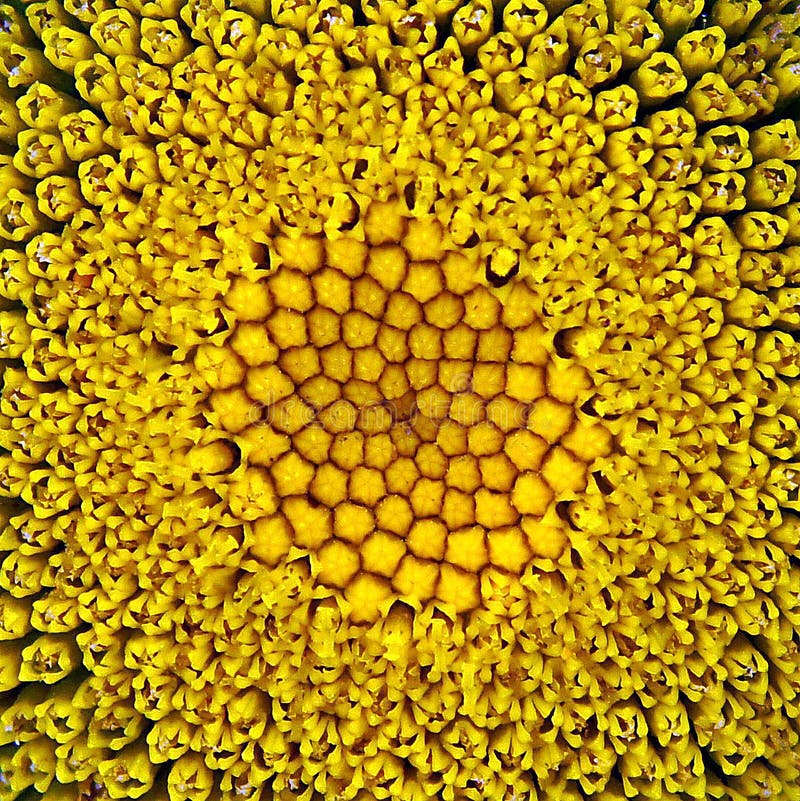 Yellow Core of Daisy stock photo. Image of flowers, light - 130623840