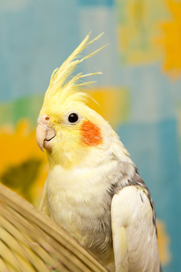 A Yellow Corella Parrot with Red Cheeks and Long Feathers Stock Image ...
