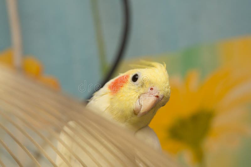 A Yellow Corella Parrot with Red Cheeks and Long Feathers Stock Image ...