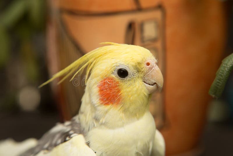 A Yellow Corella Parrot with Red Cheeks and Long Feathers Stock Image ...