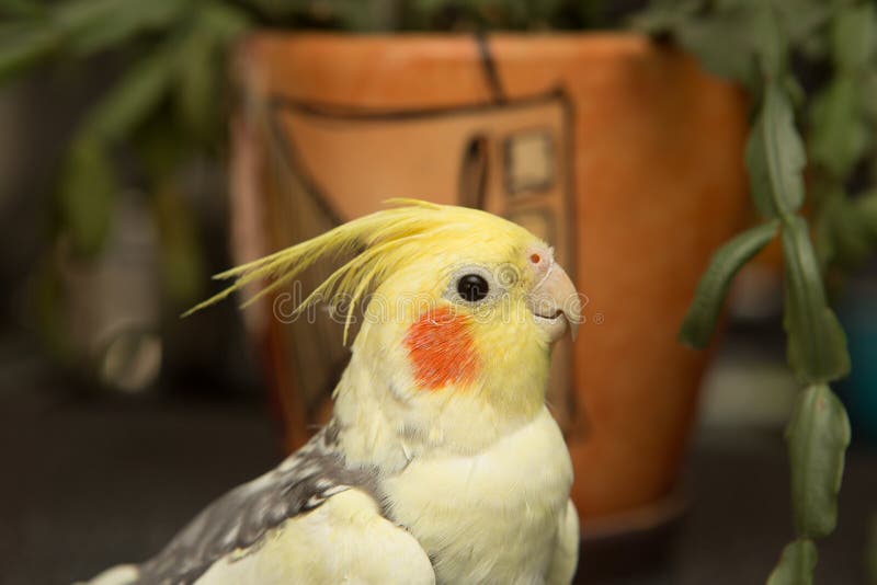 A Yellow Corella Parrot with Red Cheeks and Long Feathers Stock Photo ...
