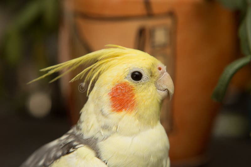 A Yellow Corella Parrot with Red Cheeks and Long Feathers Stock Photo ...