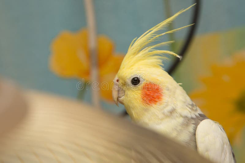 A Yellow Corella Parrot with Red Cheeks and Long Feathers Stock Image ...